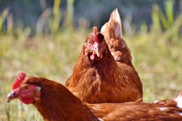 Picage entre poules : causes, solutions et conseils