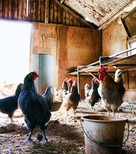 Tous nos conseils pour bien intégrer ses poussins dans le poulailler